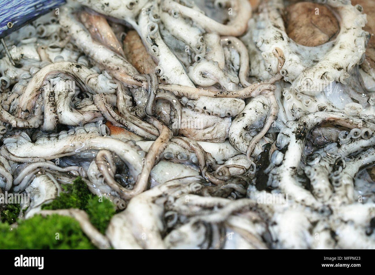 Coleoidea sp on fish stall hi-res stock photography and images - Alamy