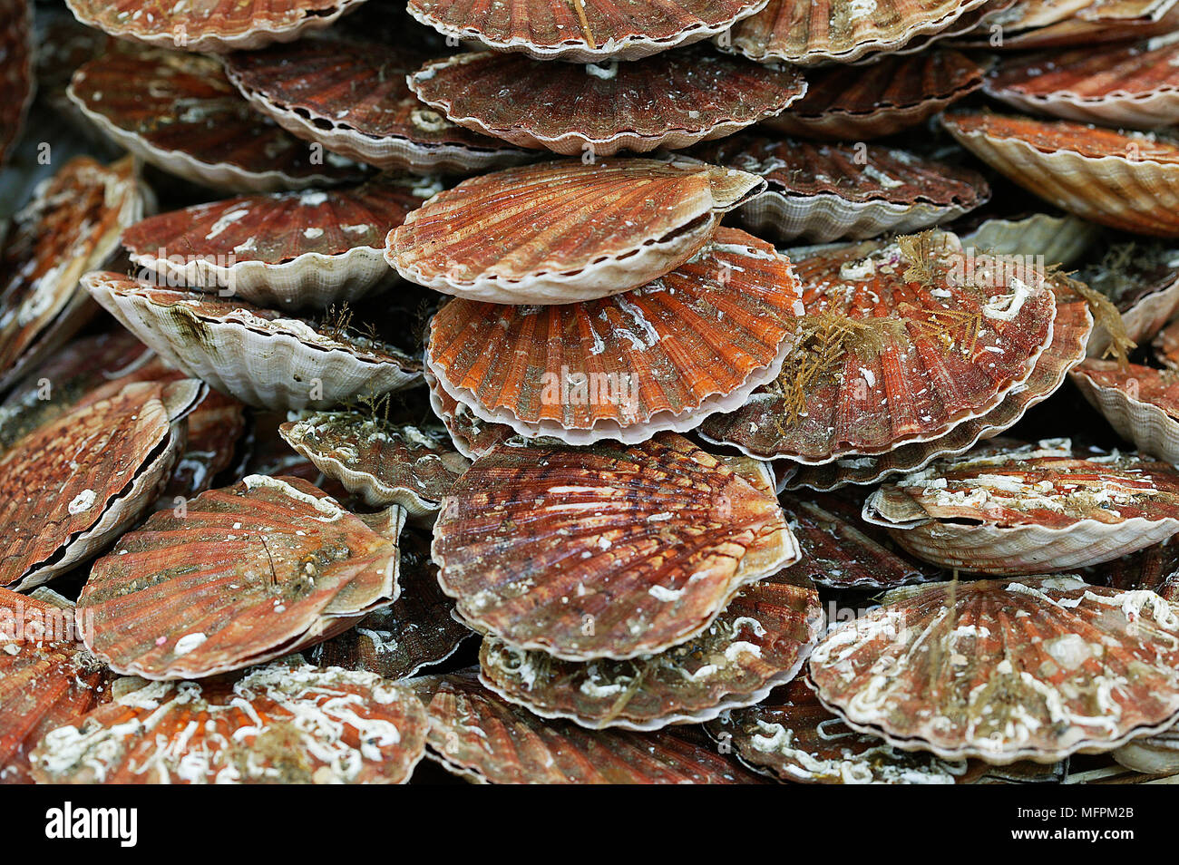 Pecten Maximus Stock Photos & Pecten Maximus Stock Images - Alamy