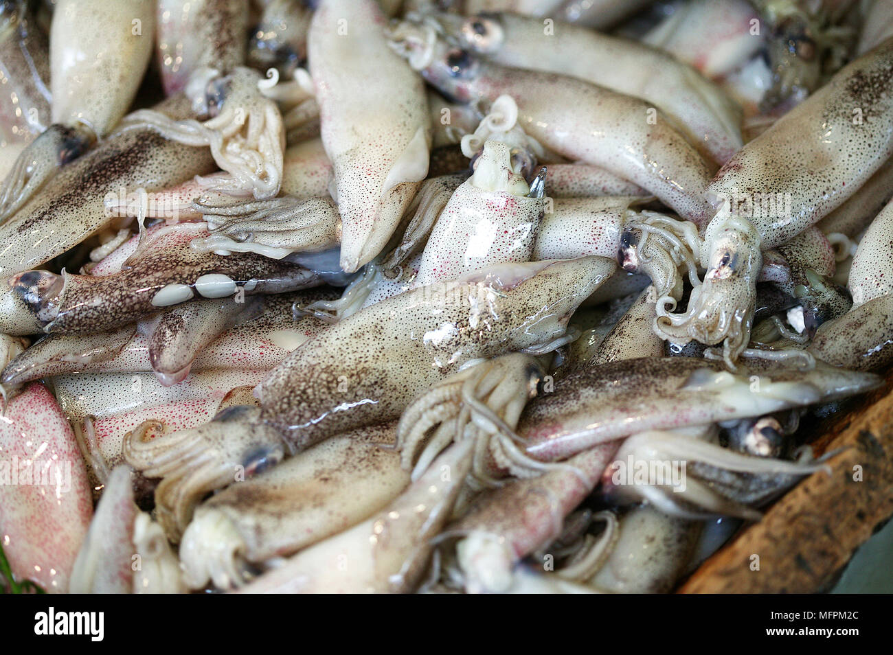 Fresh Squids, coleoidea sp. on Fish Stall Stock Photo - Alamy