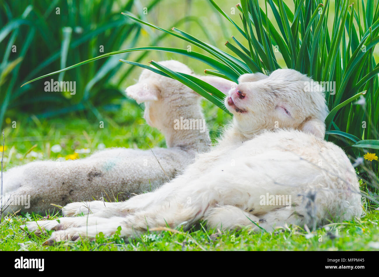 Funny cute little lamb resting in a meadow Stock Photo - Alamy