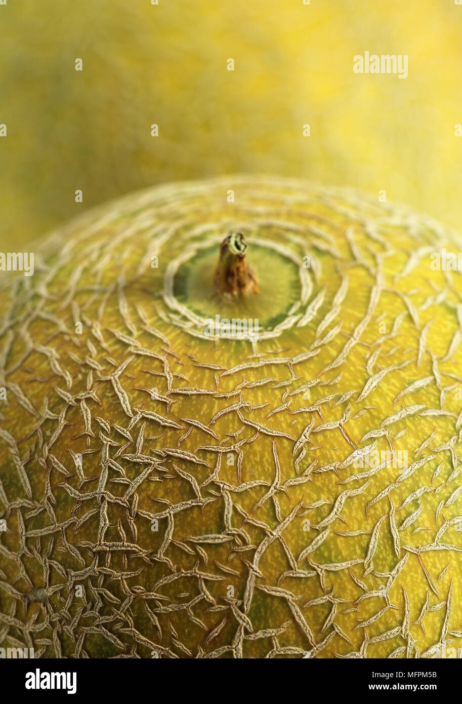 Italian Melon, cucumis melo Stock Photo - Alamy