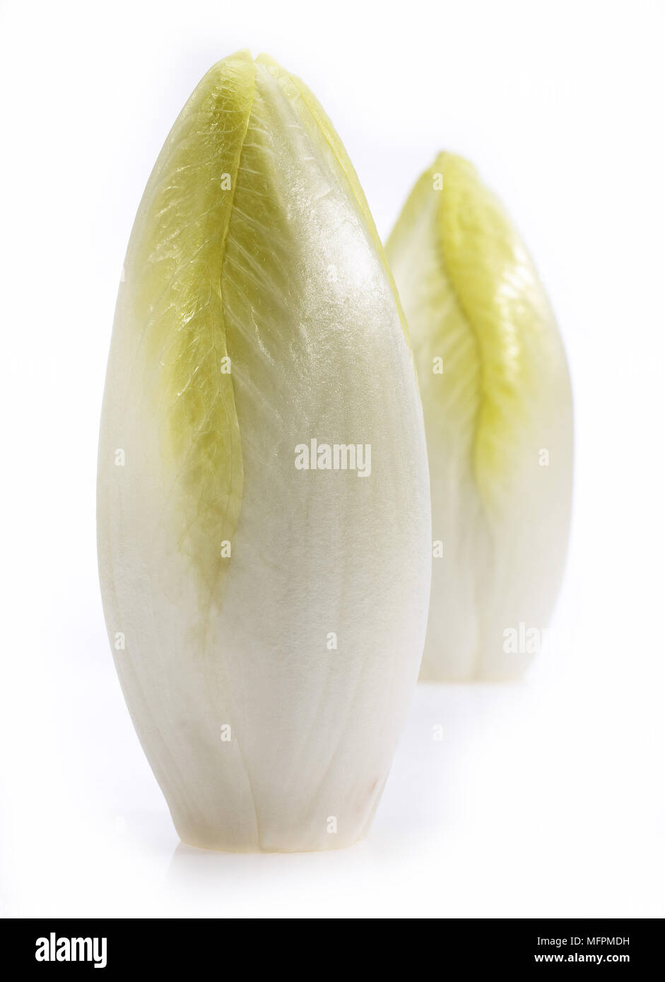 Chicory, cichorium endivia against White Background Stock Photo - Alamy