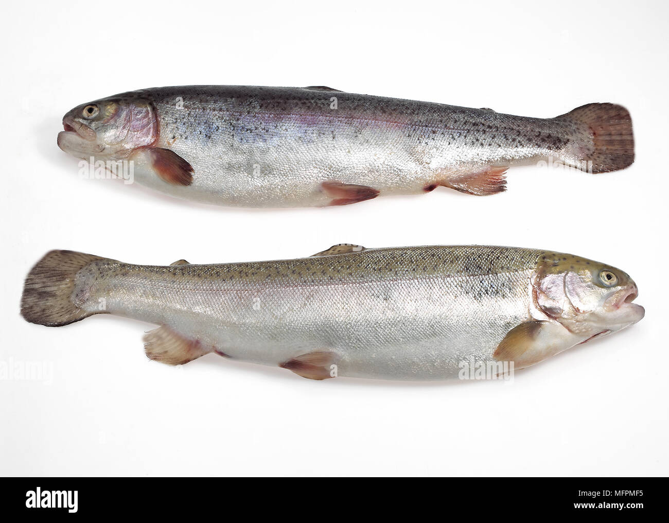 Sea Trout, salmo trutta trutta, Fresh Fishes against White Background ...