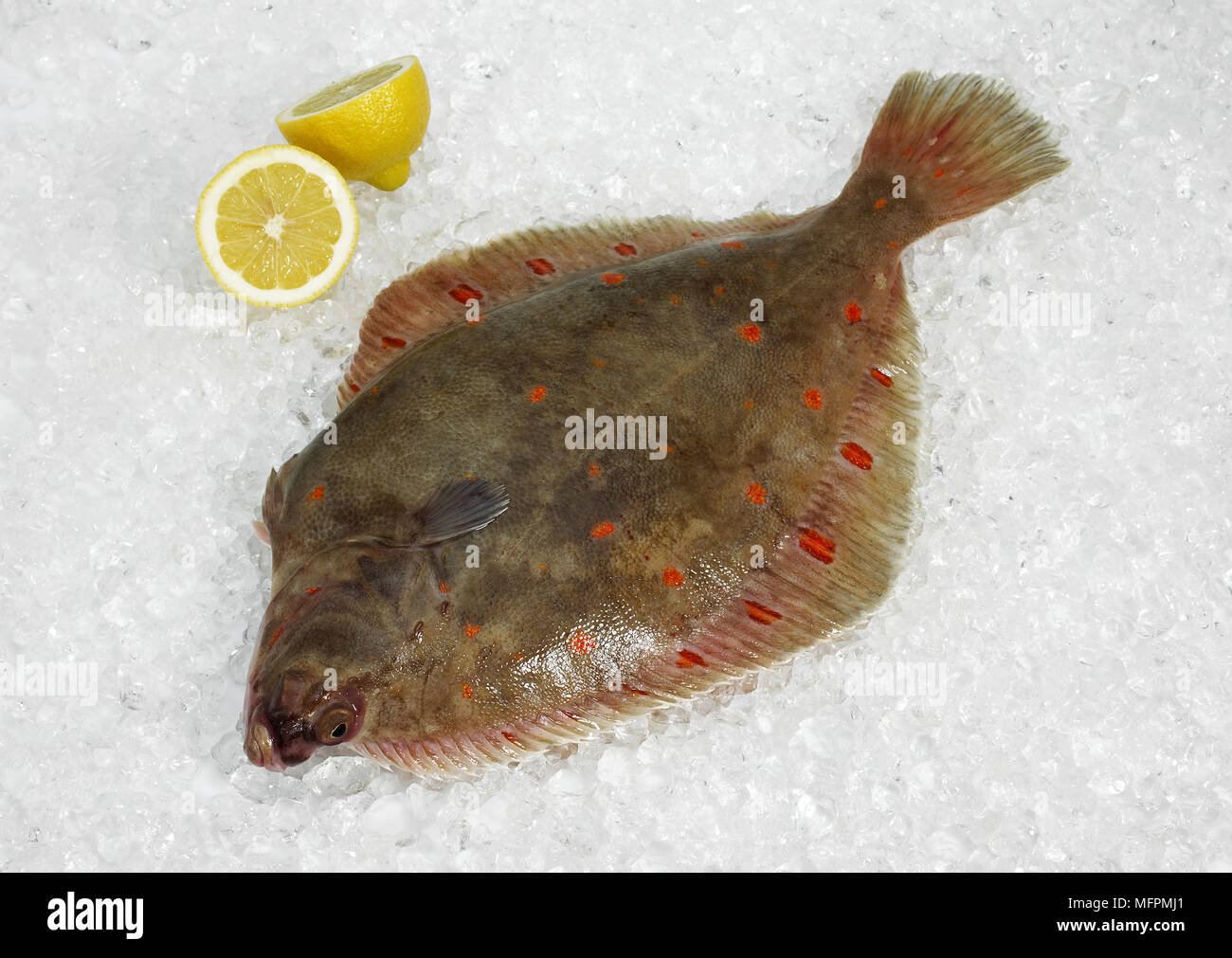 Yellow flatfish hi-res stock photography and images - Alamy