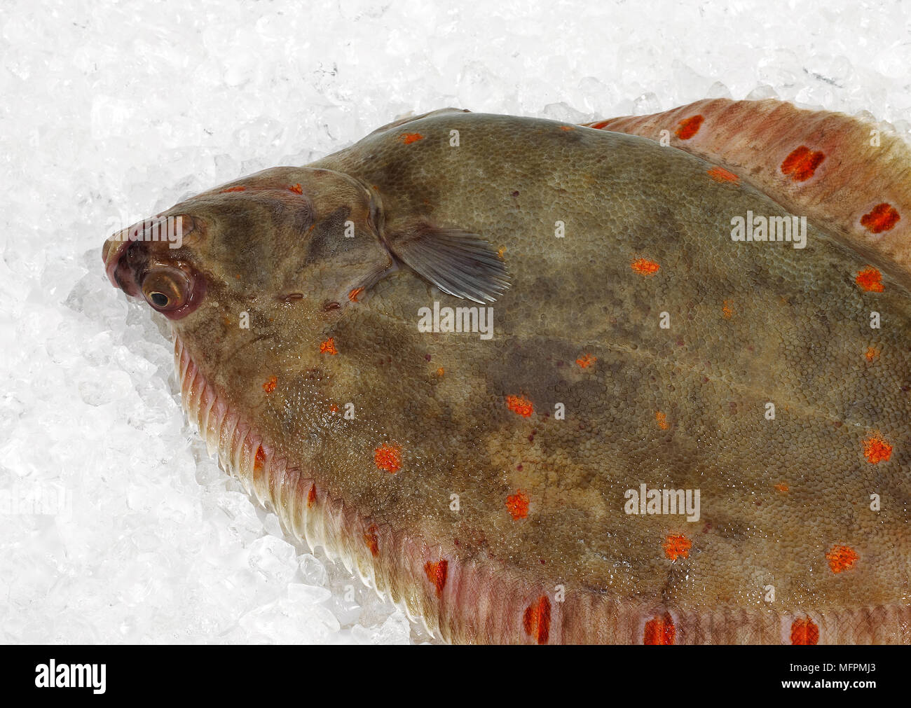 Pleuronectes platessa hi-res stock photography and images - Alamy