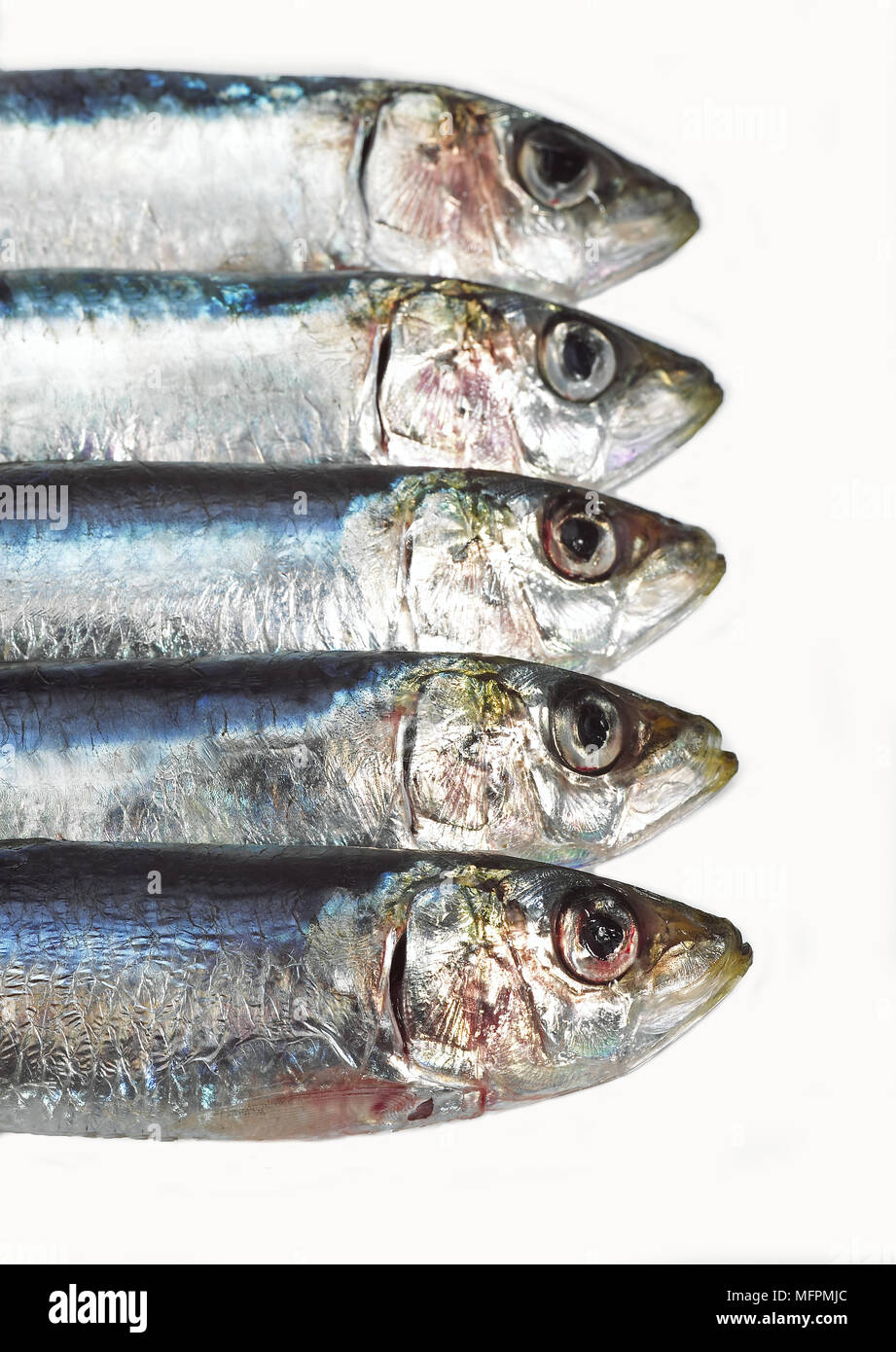 Fresh Sardines, sardina sp. against white Background Stock Photo - Alamy