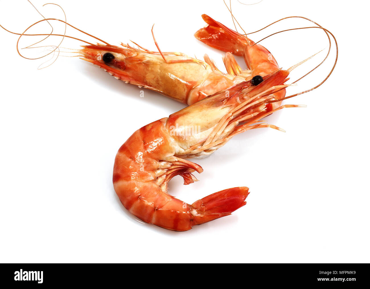 Common prawns palaemon serratus hi-res stock photography and images - Alamy