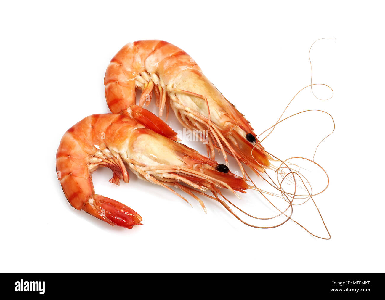 Fresh Prawns, palaemon serratus against White Background Stock Photo ...