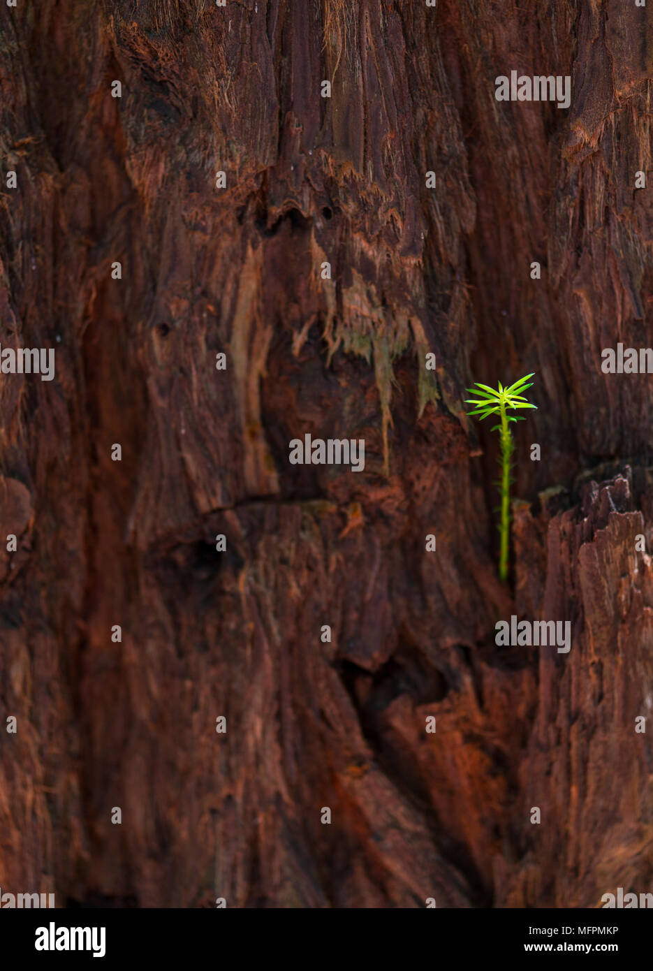 SEQUOIA - SEQUOYA (Sequoia sempervirens) is the sole living species of ...