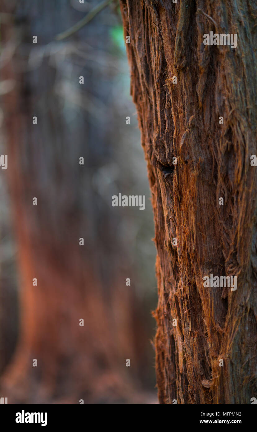 SEQUOIA - SEQUOYA (Sequoia sempervirens) is the sole living species of ...