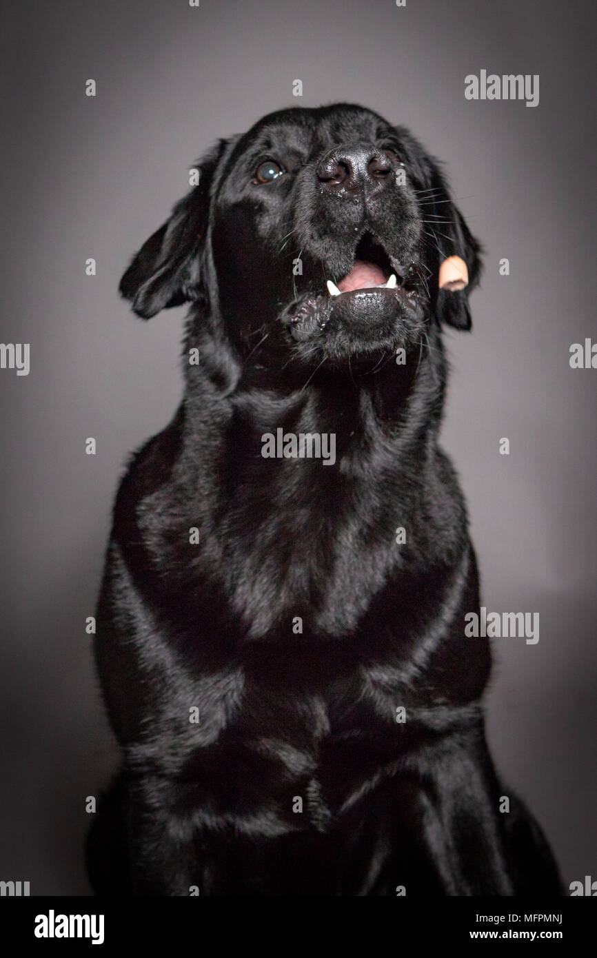black Labrador dog catch food isolated on grey background, Front view ...