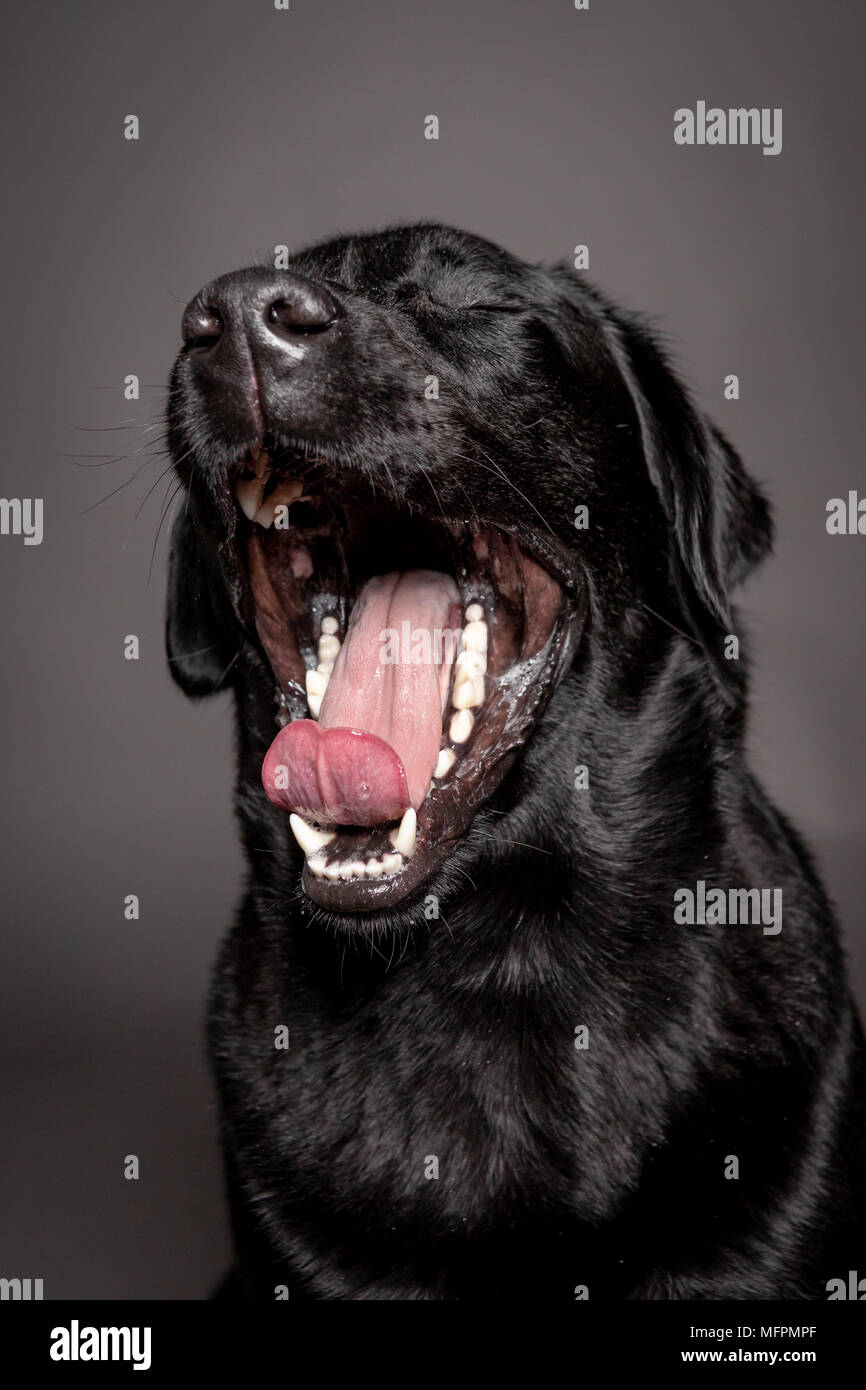black Labrador yawns on a grey blackground. front view Stock Photo - Alamy