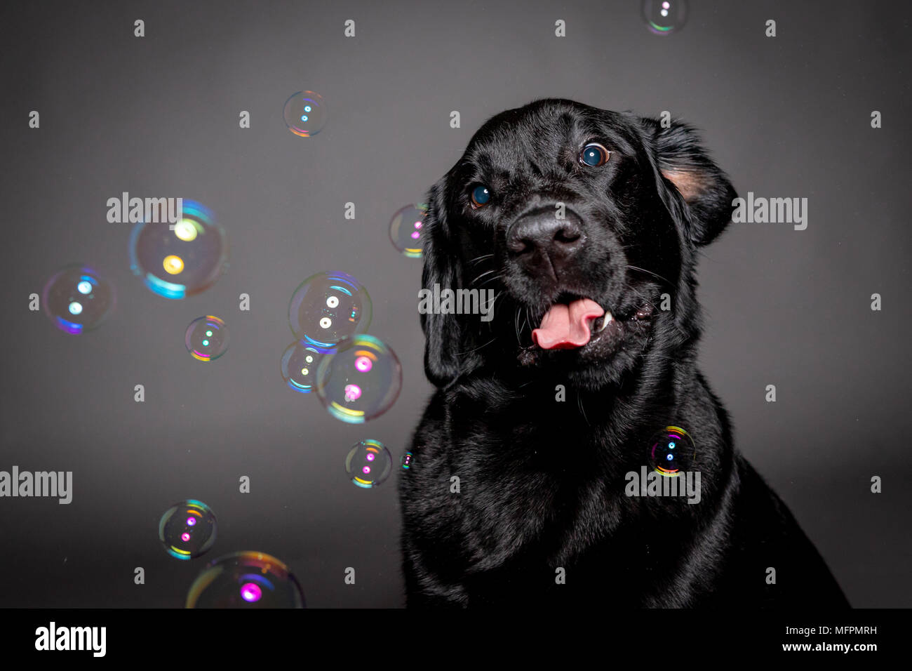 lack labrador dog with funny expression playing with soap bubbles in a ...