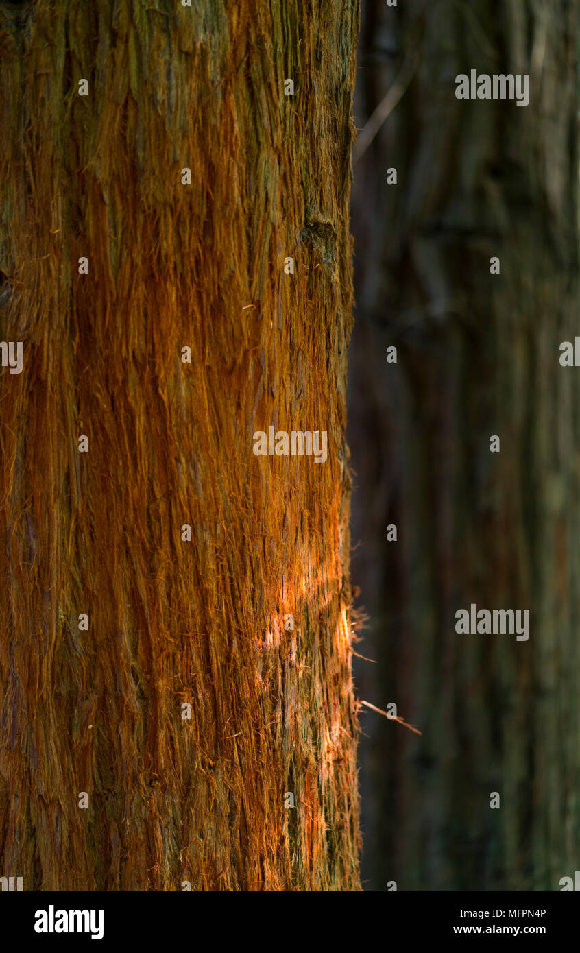 SEQUOIA - SEQUOYA (Sequoia sempervirens) is the sole living species of ...