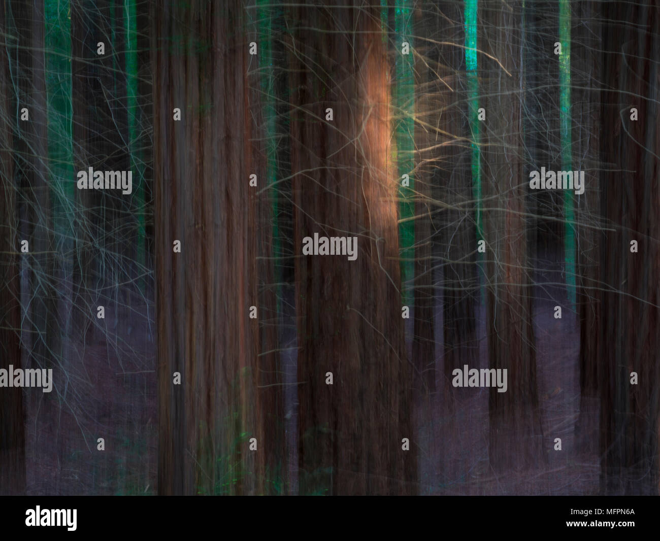 SEQUOIA - SEQUOYA (Sequoia sempervirens) is the sole living species of ...
