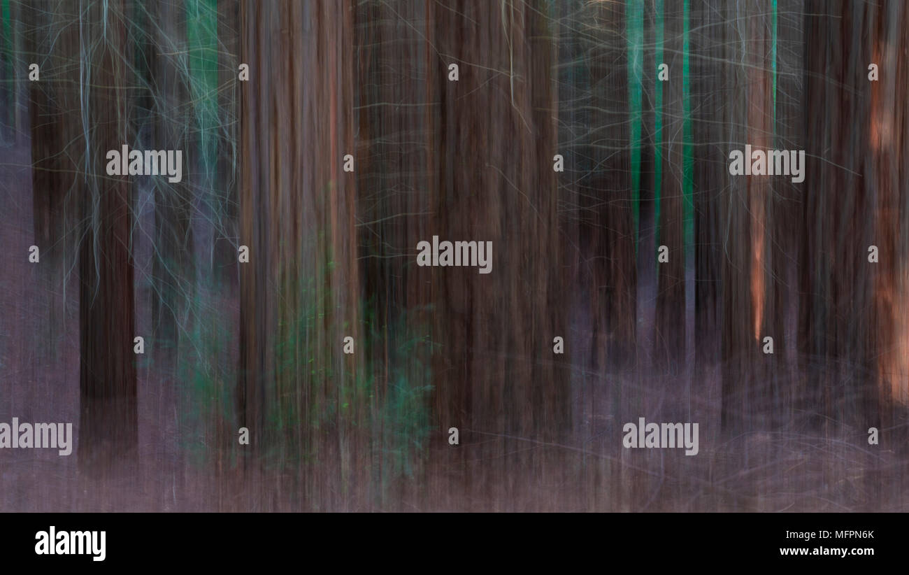 SEQUOIA - SEQUOYA (Sequoia sempervirens) is the sole living species of ...