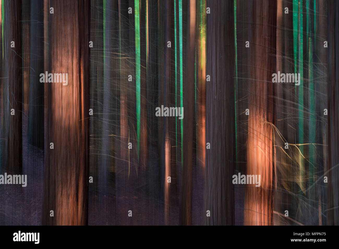 SEQUOIA - SEQUOYA (Sequoia sempervirens) is the sole living species of ...