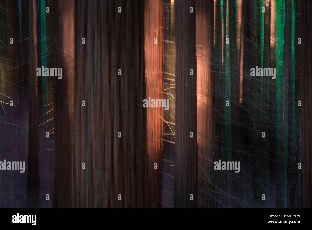 SEQUOIA - SEQUOYA (Sequoia sempervirens) is the sole living species of ...