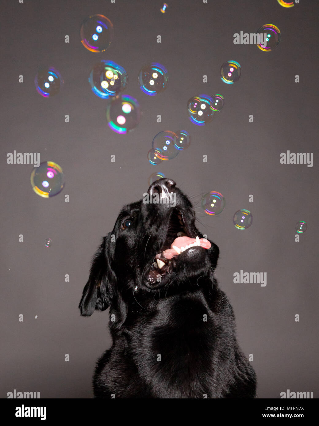 black labrador dog playing with soap bubbles Stock Photo - Alamy