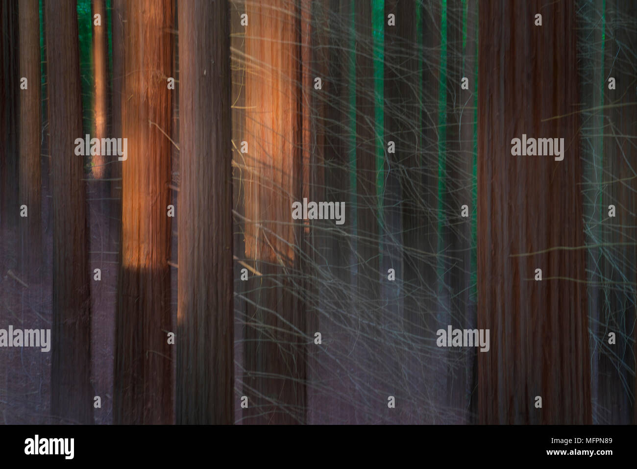 SEQUOIA - SEQUOYA (Sequoia sempervirens) is the sole living species of ...