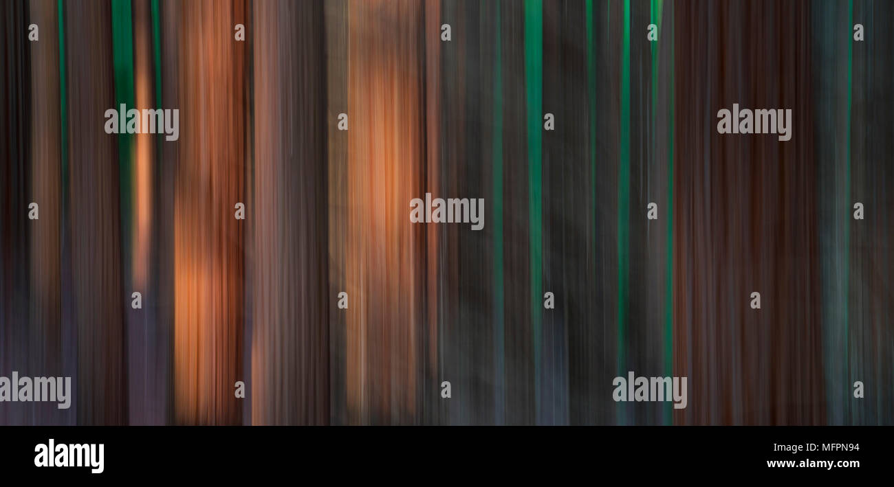 SEQUOIA - SEQUOYA (Sequoia sempervirens) is the sole living species of ...