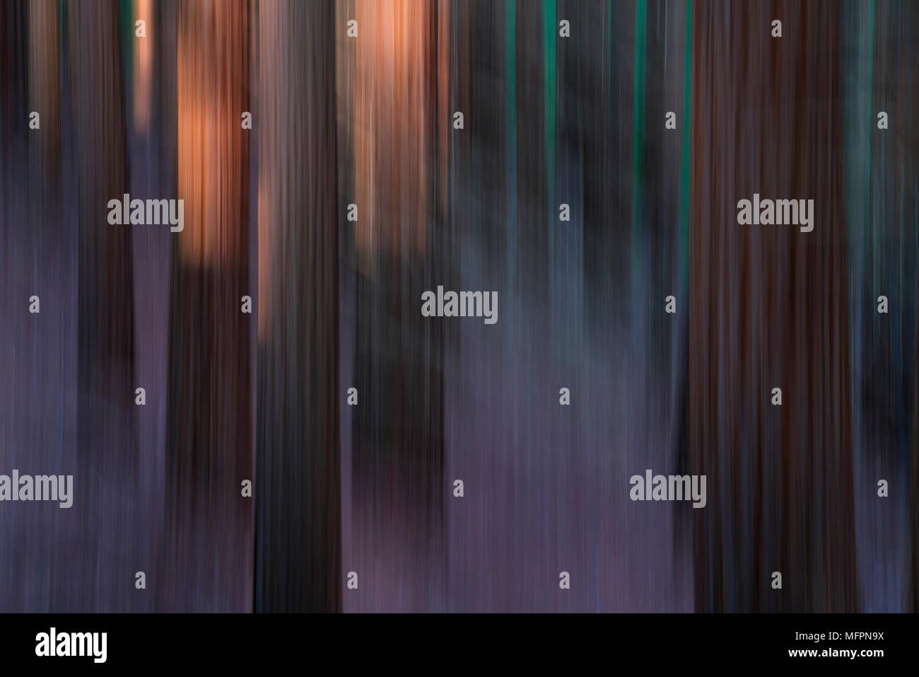 SEQUOIA - SEQUOYA (Sequoia sempervirens) is the sole living species of ...