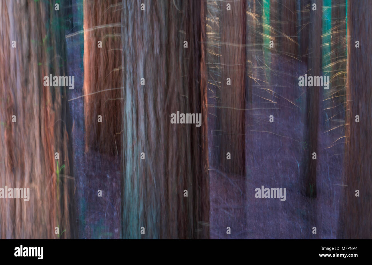 SEQUOIA - SEQUOYA (Sequoia sempervirens) is the sole living species of ...