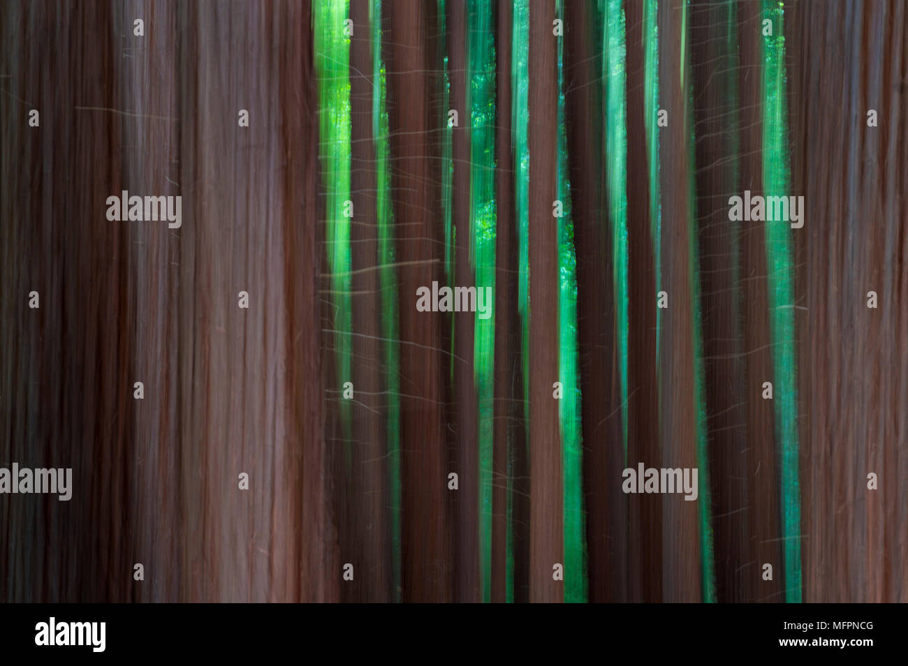 SEQUOIA - SEQUOYA (Sequoia sempervirens) is the sole living species of ...