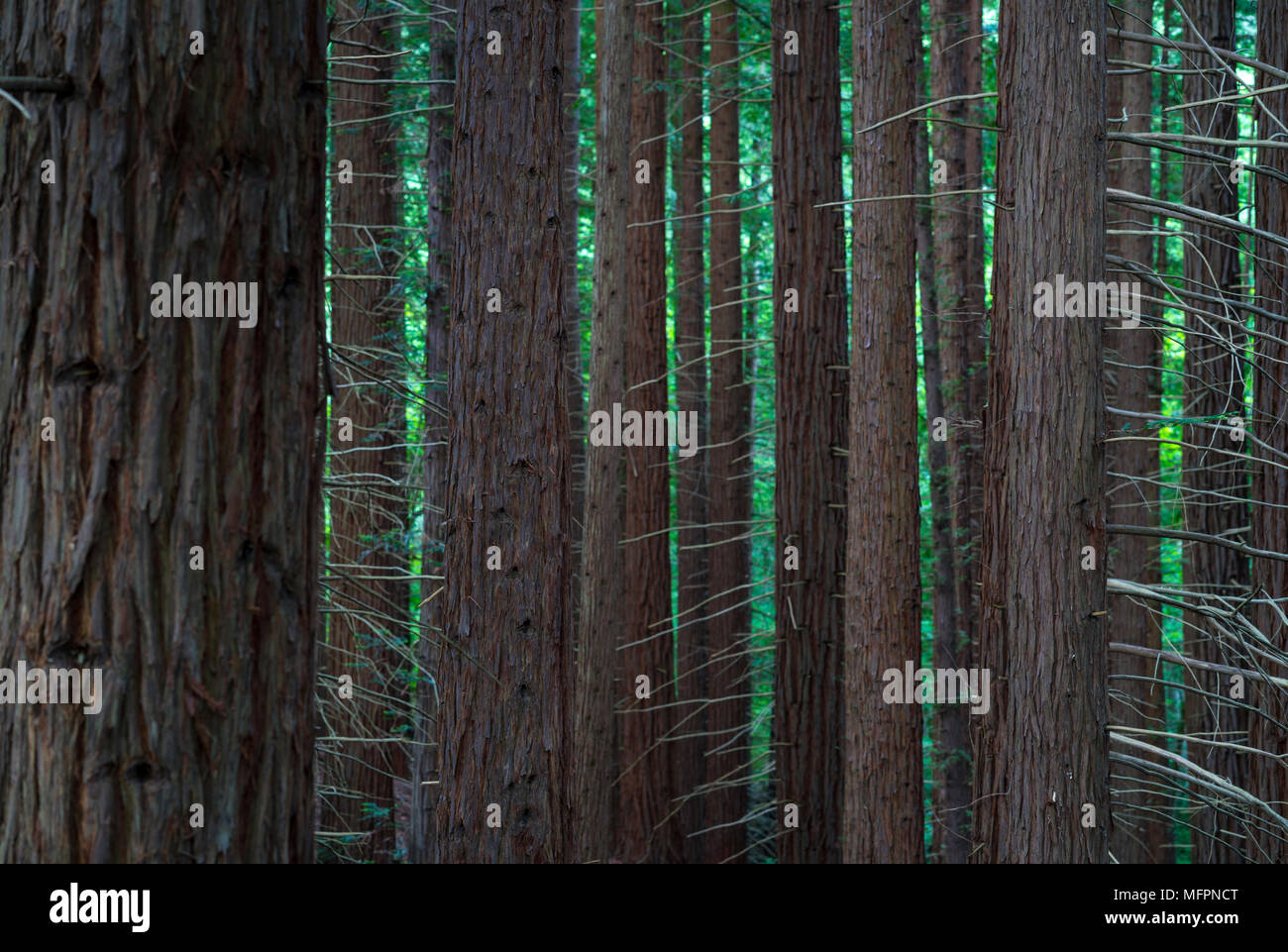 SEQUOIA - SEQUOYA (Sequoia sempervirens) is the sole living species of ...