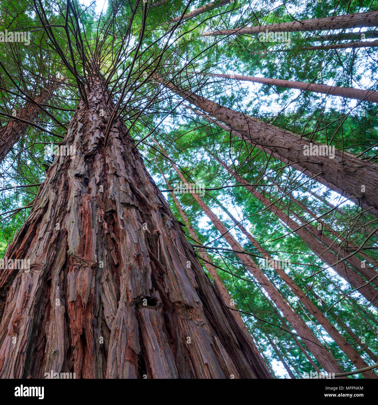 SEQUOIA - SEQUOYA (Sequoia sempervirens) is the sole living species of ...