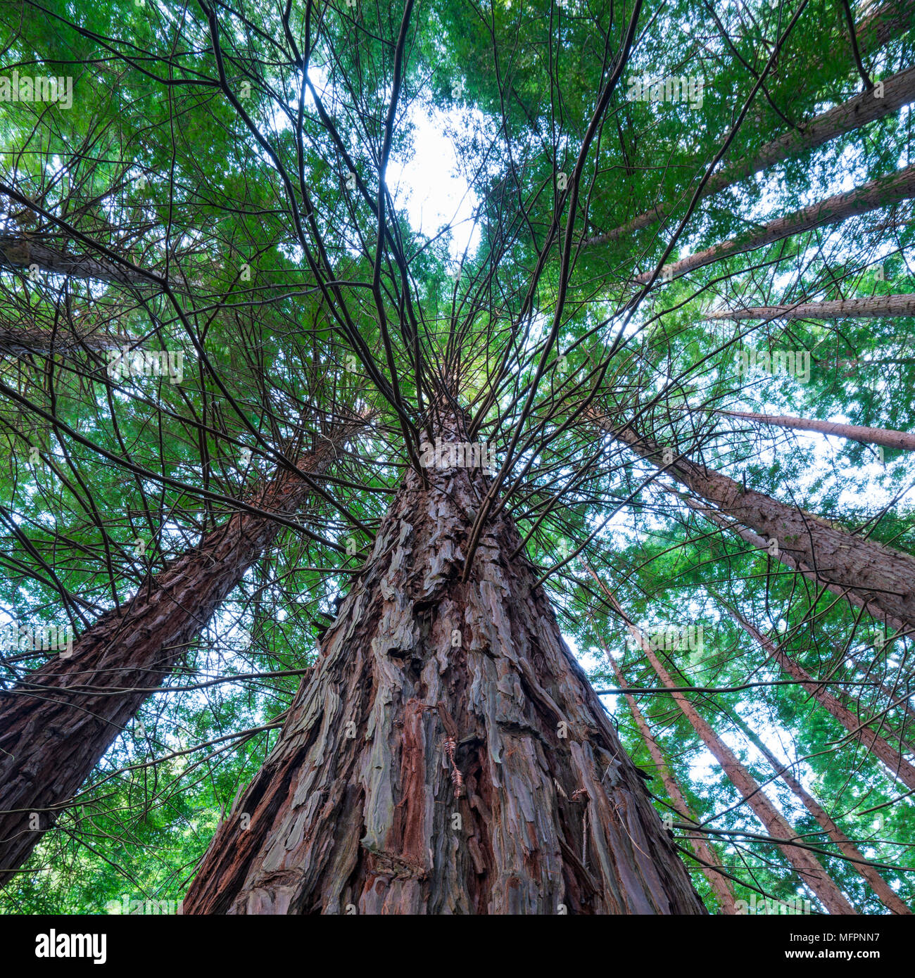 SEQUOIA - SEQUOYA (Sequoia sempervirens) is the sole living species of ...