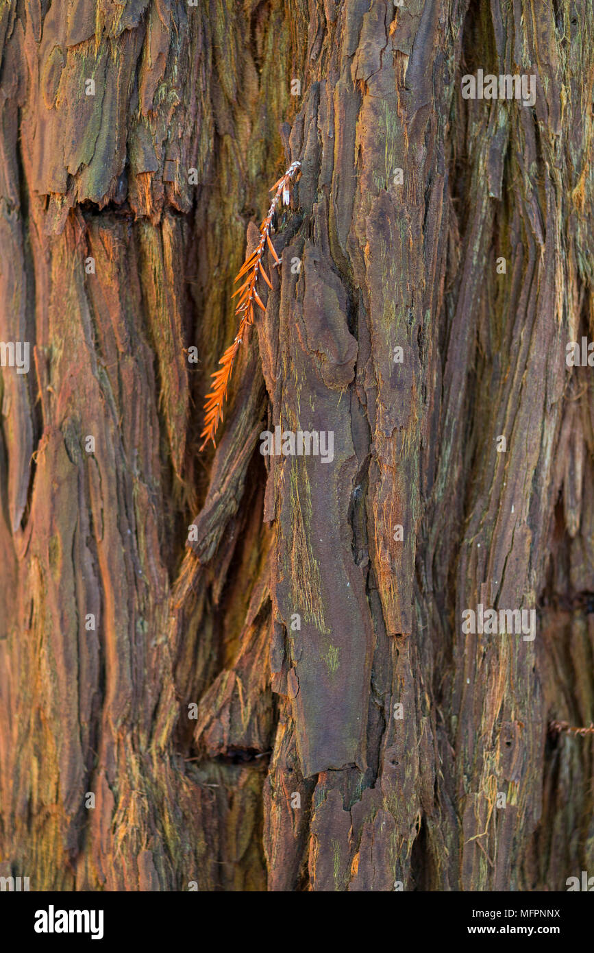 SEQUOIA - SEQUOYA (Sequoia sempervirens) is the sole living species of ...