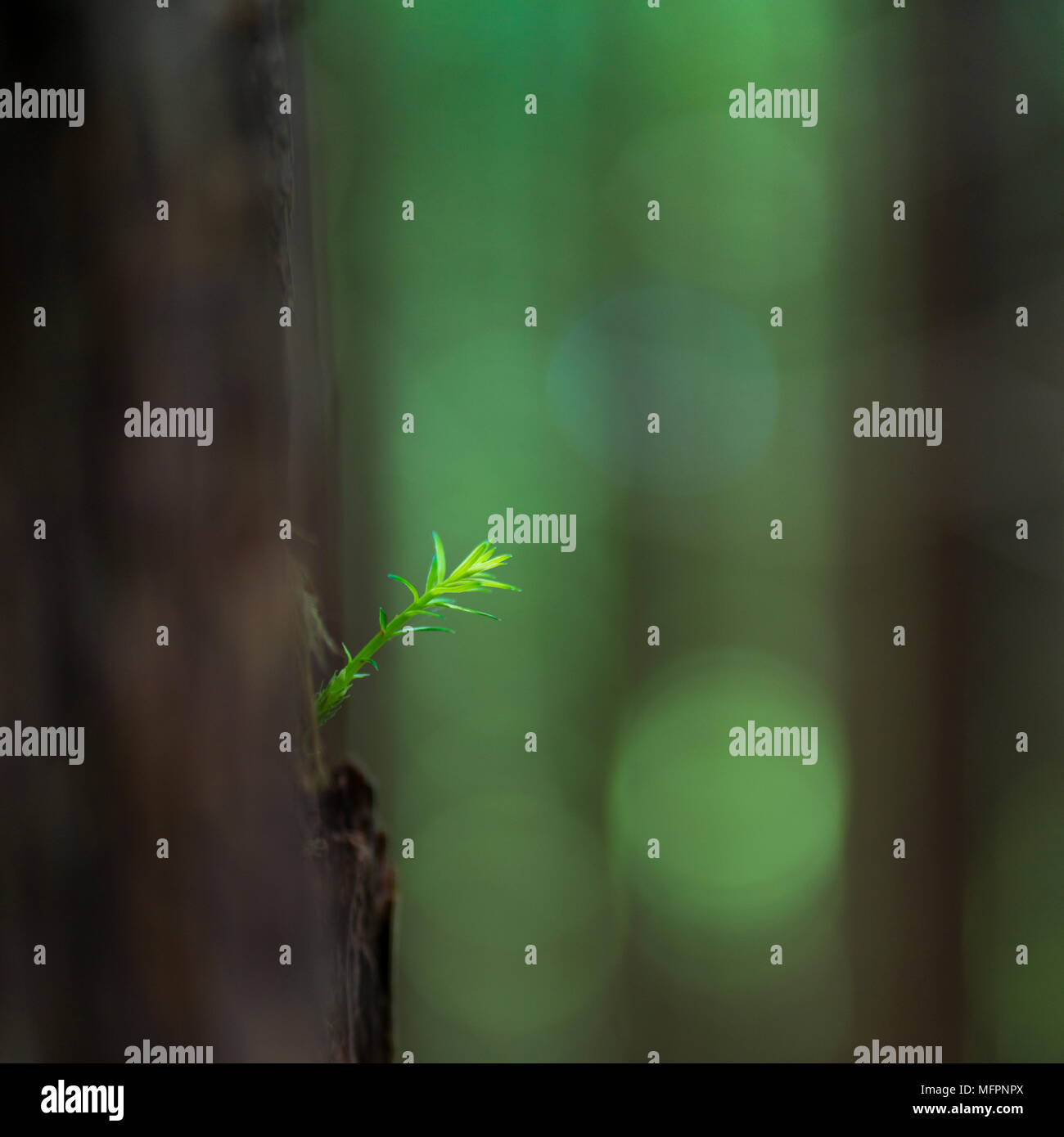 SEQUOIA - SEQUOYA (Sequoia sempervirens) is the sole living species of ...