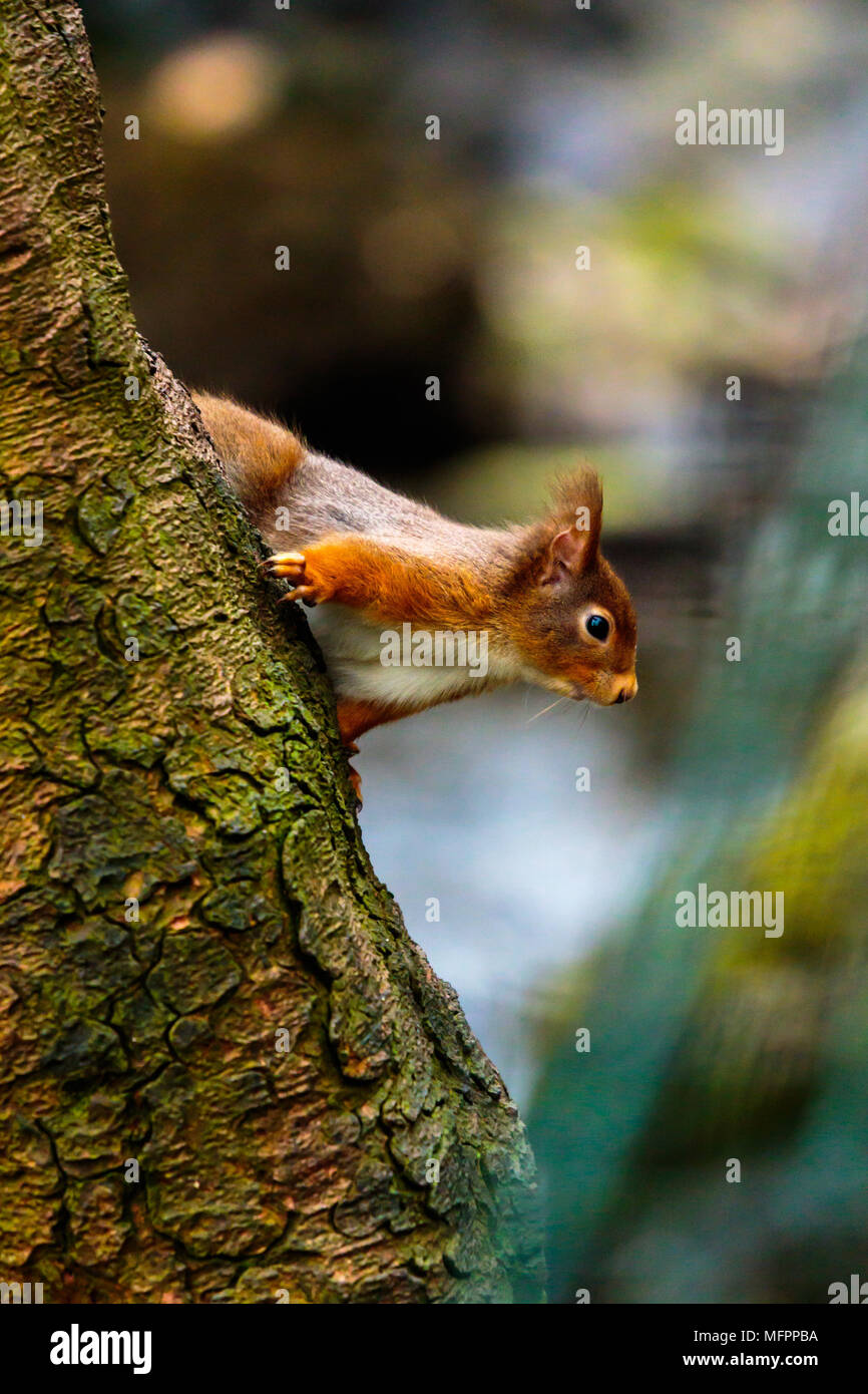 Fluffy red squirrel hi-res stock photography and images - Alamy