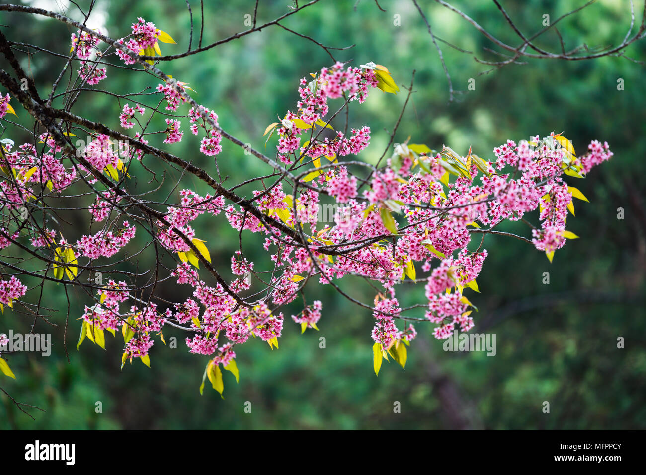Pink wild himalayan cherry in national public park of Thailand Stock ...