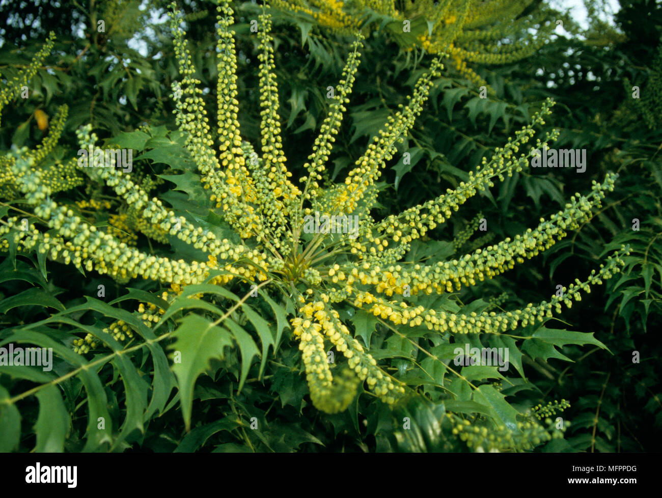 Mahonia Japonica shrub flowering in late aurtumn Stock Photo - Alamy
