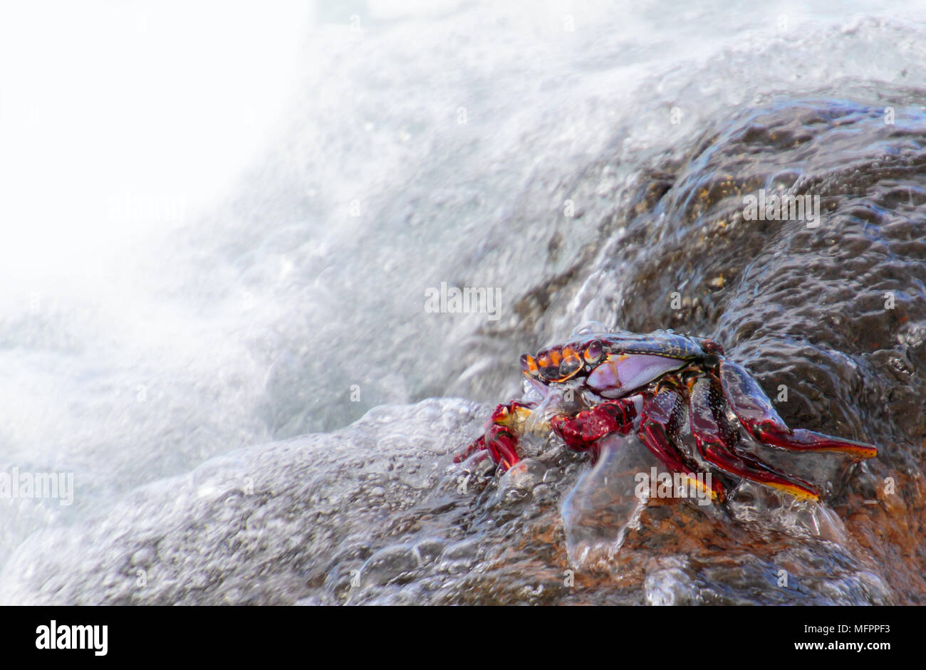 Ocean crab hi-res stock photography and images - Alamy