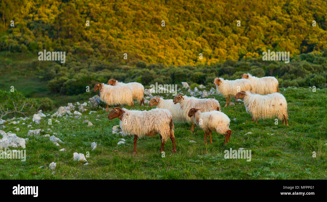 Sheep, Liendo Valley, Montaña Oriental Costera, Cantabrian Sea ...