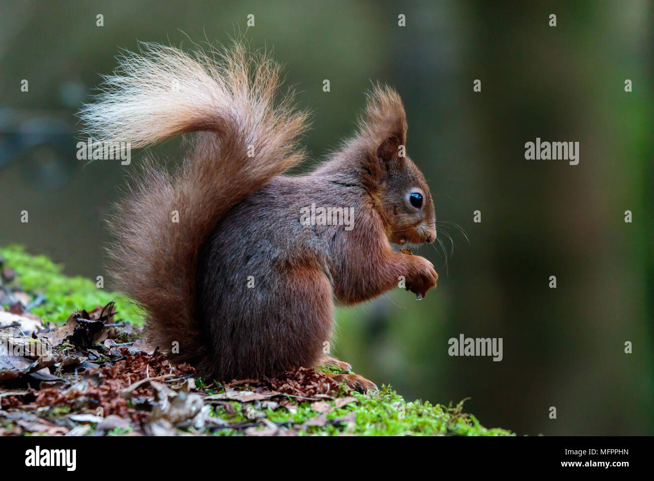 Red squirrel paws hi-res stock photography and images - Alamy