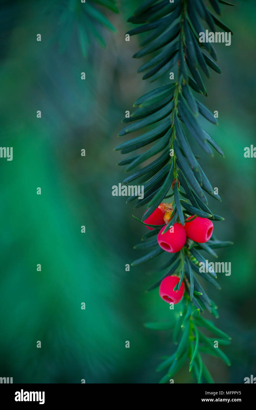 Mature cones, EUROPEAN YEW - TEJO (Taxus baccata), Cantabria, Spain ...