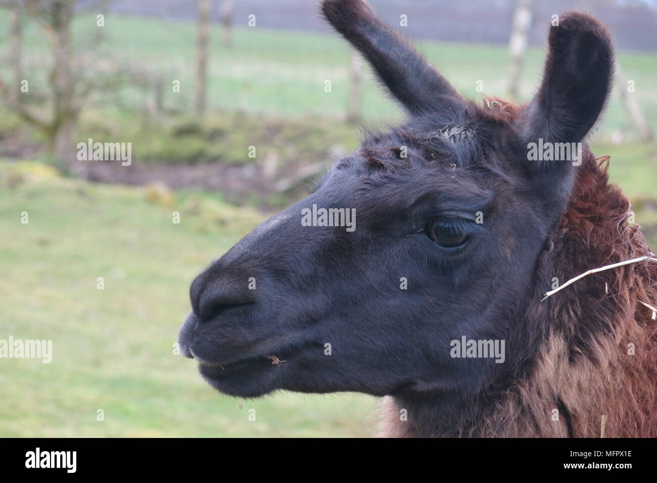 A black-faced llama is one of the rare breeds at Fruin Farm, Glen Fruin ...