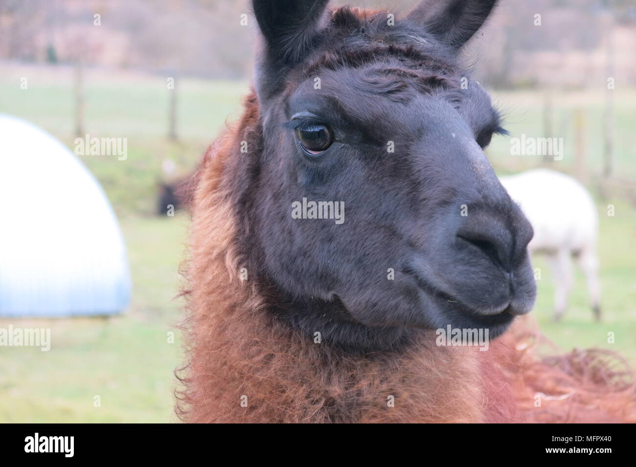 A black-faced llama is one of the rare breeds at Fruin Farm, Glen Fruin ...