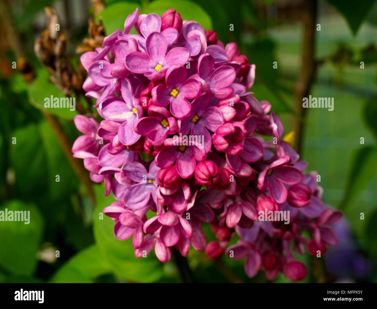 Floare hi-res stock photography and images - Alamy