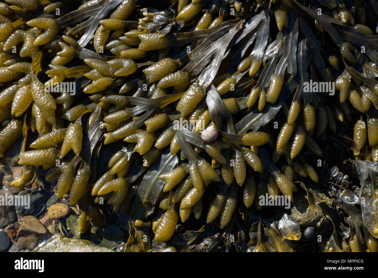 Brown seaweed hi-res stock photography and images - Alamy
