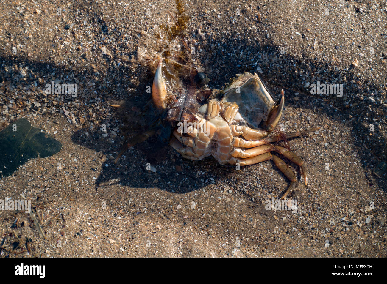 Dead crab hi-res stock photography and images - Alamy