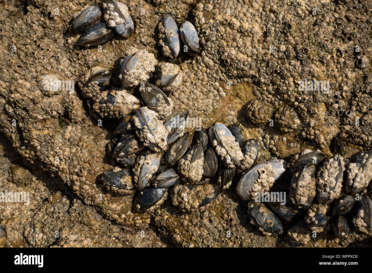 Common Mussels Mytilus edulis attached to rocks. Conwy. Wales Stock ...