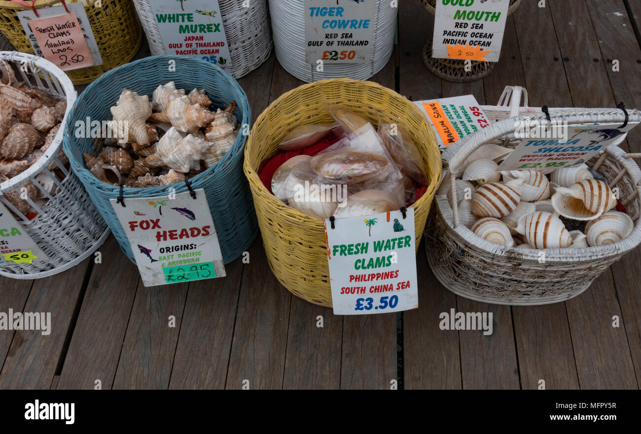 Seashells uk hi-res stock photography and images - Alamy