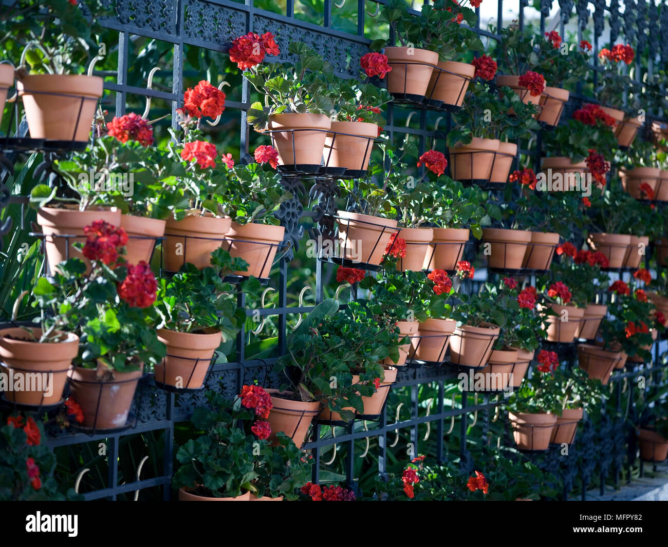 Aquatic Plants Fixed Plants