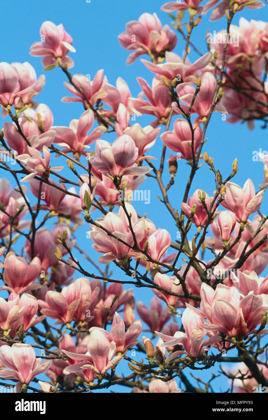 Pink magnolia flowers Stock Photo - Alamy