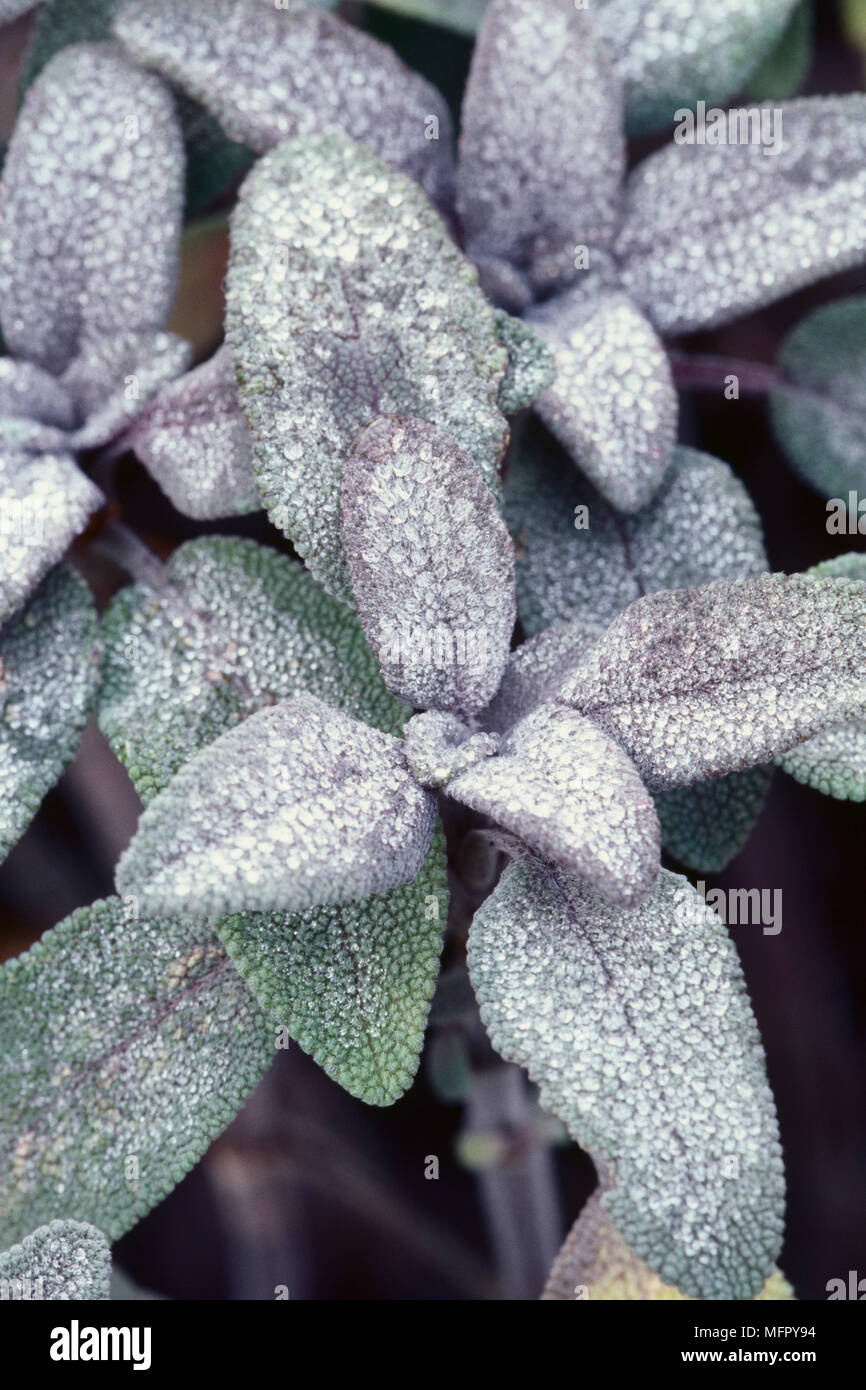 Textured plant leaves Stock Photo - Alamy